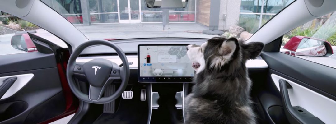 Dog mode: deja que tu perro conduzca un Tesla Model 3 –canalMOTOR